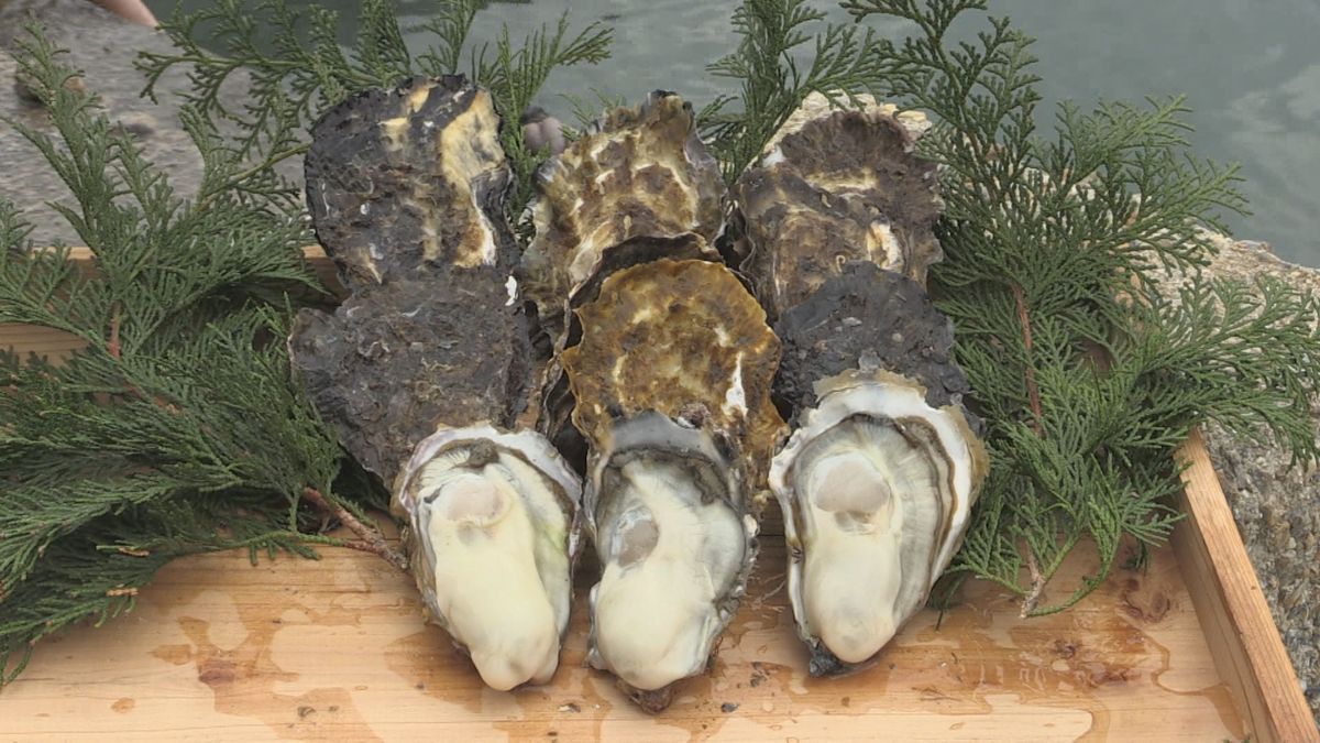 身がプリプリで旨味十分 冬の味覚 若狭かきが小浜市で水揚げ最盛期 猛暑の影響受けるも大きく育つ （2026年1月15日掲載）｜FBC NEWS NNN