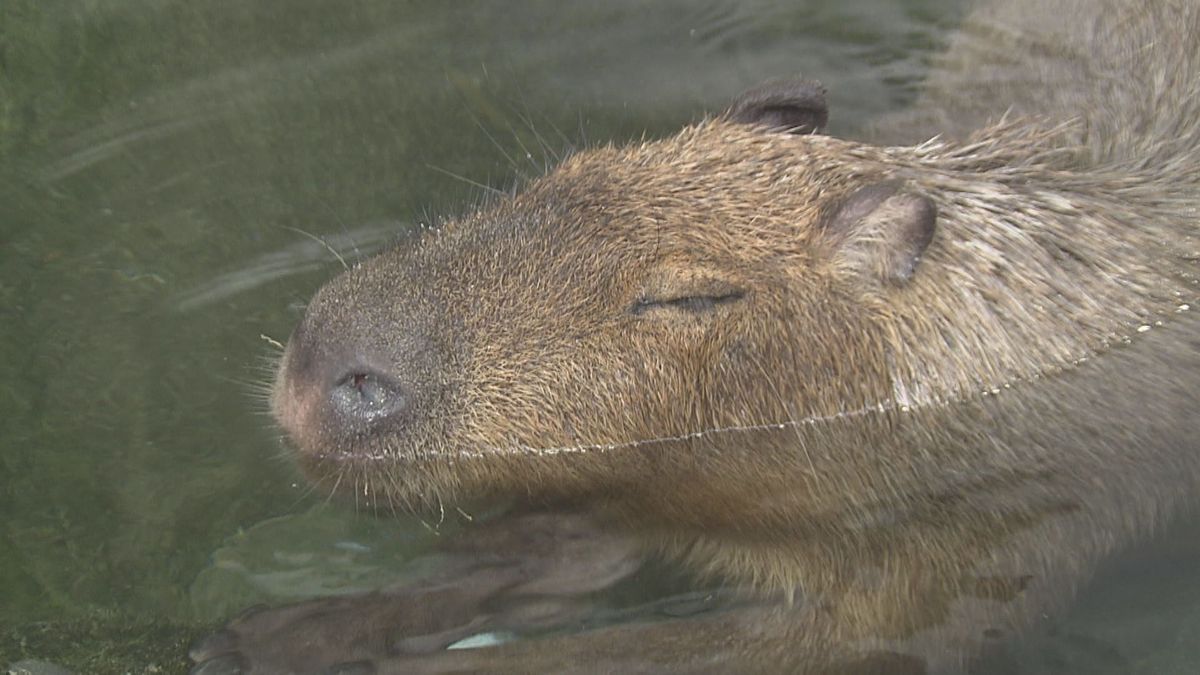 いい湯だな～♪足羽山公園で人気者のカピバラ のんびり温かい湯につかる 3月までのお楽しみ 福井市は5日も厳しい寒さ（2025年12月5日掲載）｜FBC NEWS NNN
