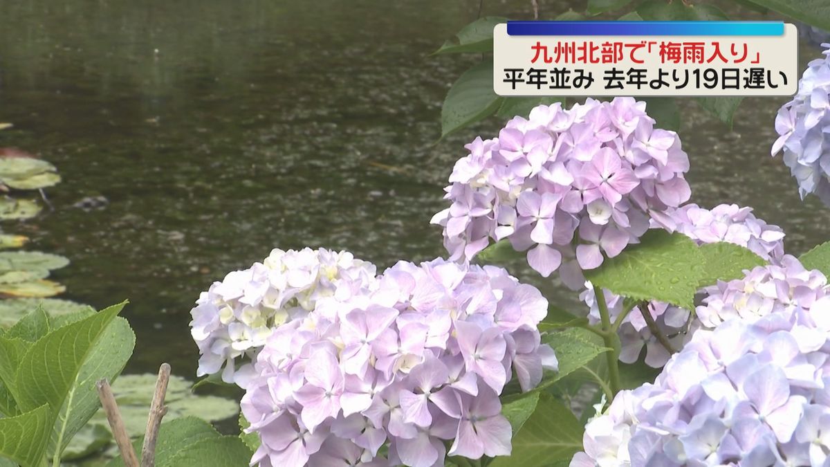 九州北部「梅雨入り」平年並み 舞鶴公園にはアジサイの花（2026年6月4日掲載）｜FBS NEWS NNN