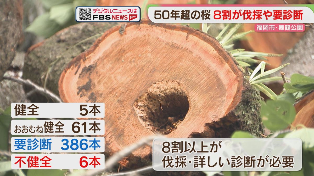 樹齢50年以上の桜 8割超が「伐採」「詳しい診断」が必要 福岡市・舞鶴公園（2026年5月28日掲載）｜FBS NEWS NNN