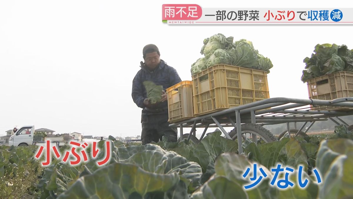 【少雨】キャベツ畑では「まとまった雨が降ってもらわないと困る」 福岡（2026年1月30日掲載）｜FBS NEWS NNN