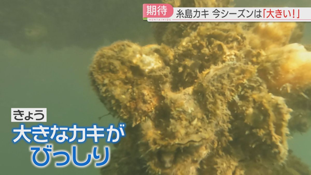 【期待】「糸島カキ」今シーズンは「大きい」カキ小屋が続々オープン「おいしく食べて」福岡（2025年10月11日掲載）｜FBS NEWS NNN
