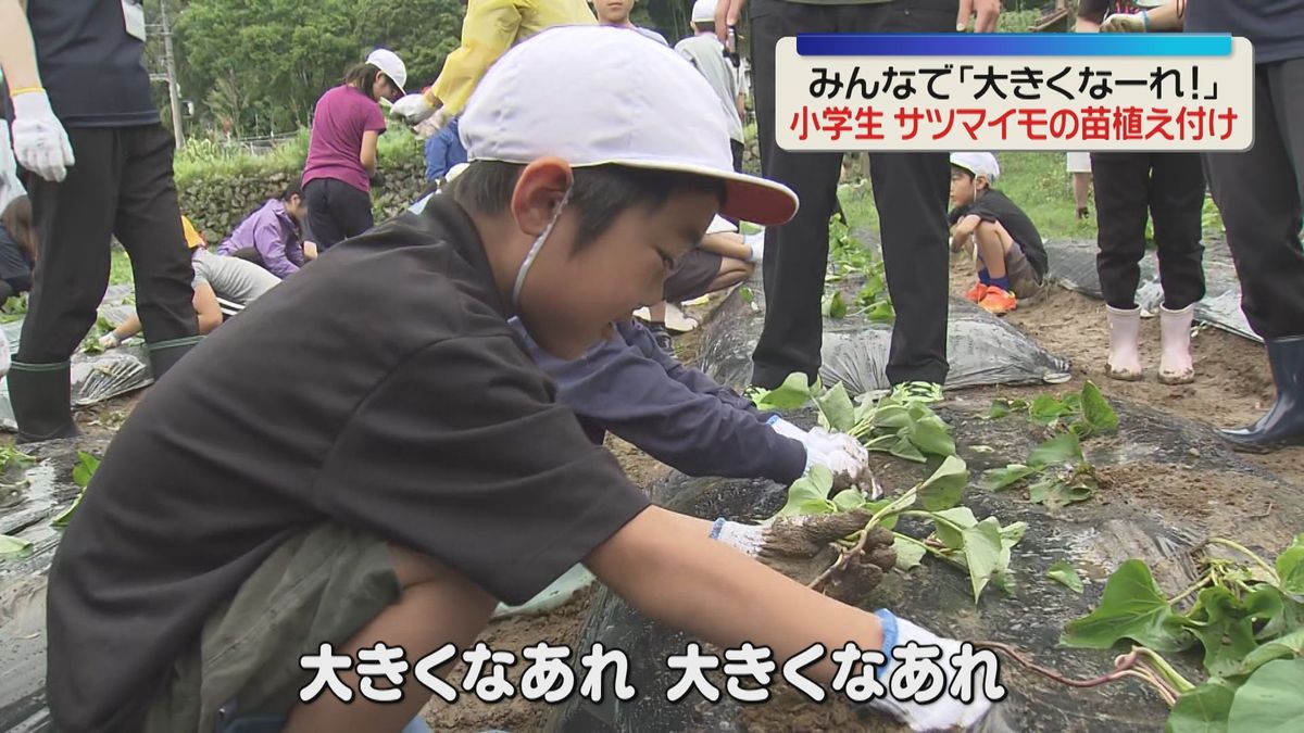 「大きくなあれ」小学生がサツマイモの苗を植える 10月ごろ収穫して焼き芋に 北九州市（2026年5月28日掲載）｜FBS NEWS NNN