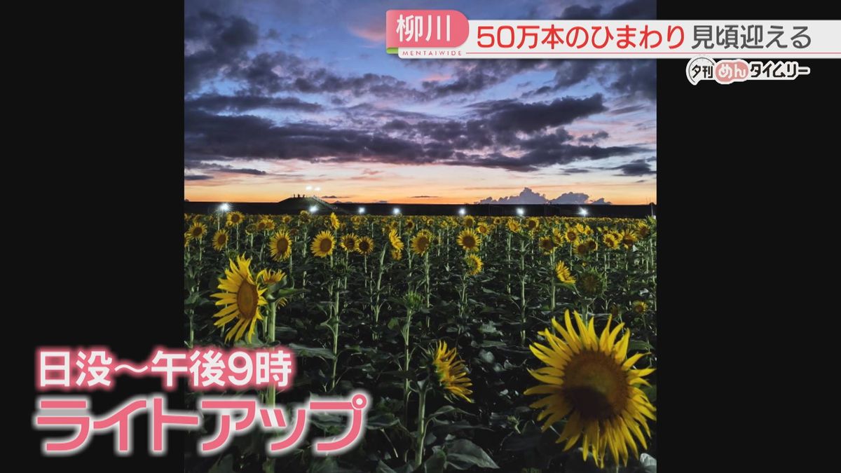 50万本のひまわりが見頃！ 大雨で少し遅めの満開 日没後はライトアップも 福岡（2025年9月16日掲載）｜FBS NEWS NNN