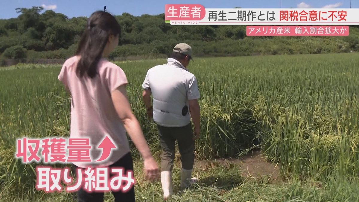 【コメ】収穫が1.4倍「再生二期作」取り組む農家は「国は農家守る努力を」アメリカ産米の輸入割合を拡大へ（2025年7月24日掲載）｜FBS ...