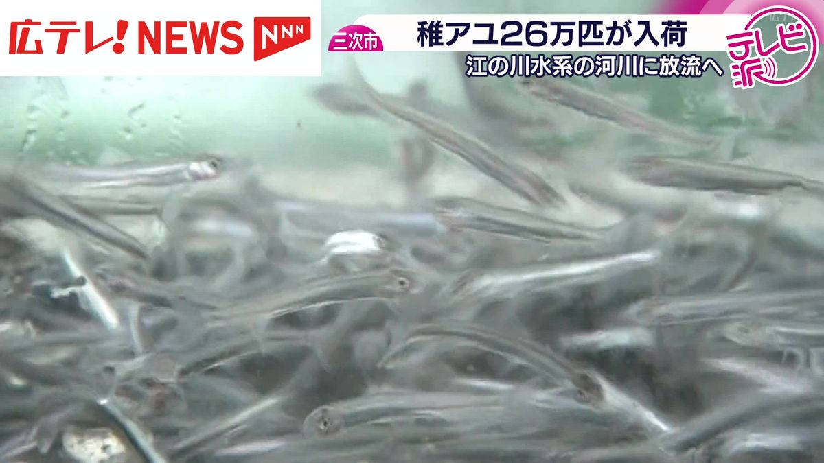 広島・三次の育成施設に稚アユ26万匹が入荷（2026年1月13日掲載）｜広テレ！NEWS NNN