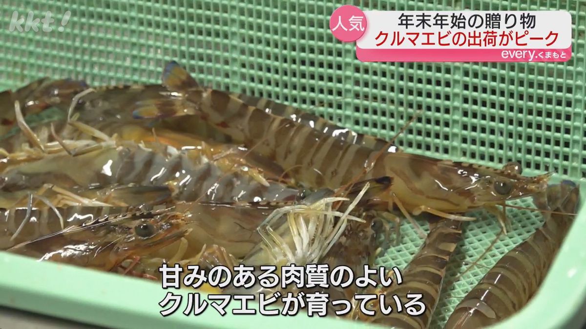 200万匹のクルマエビ！年末年始の贈り物に上天草市で出荷盛ん（2025年12月24日掲載）｜KKT NEWS NNN