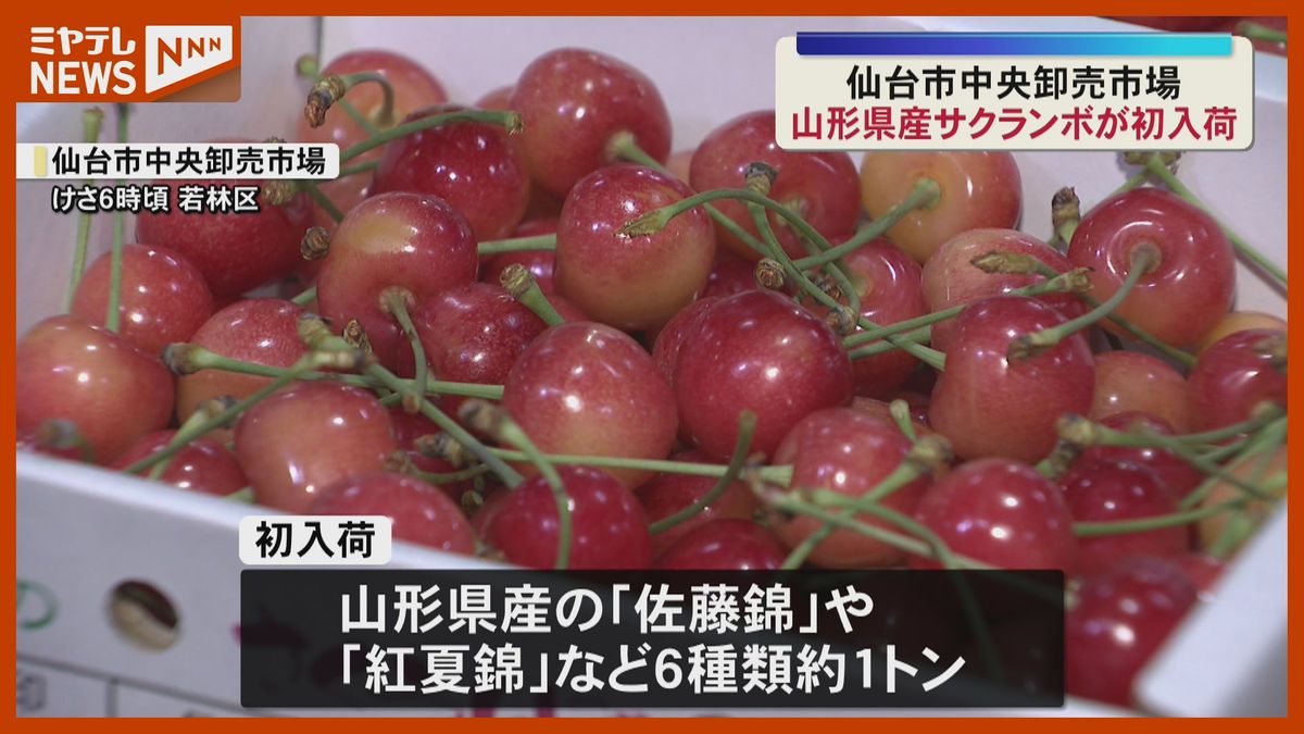 「今の時期しか食べられない」旬！山形県産サクランボ『初入荷』（仙台市中央卸売市場）（2026年6月8日掲載）｜ミヤテレNEWS NNN