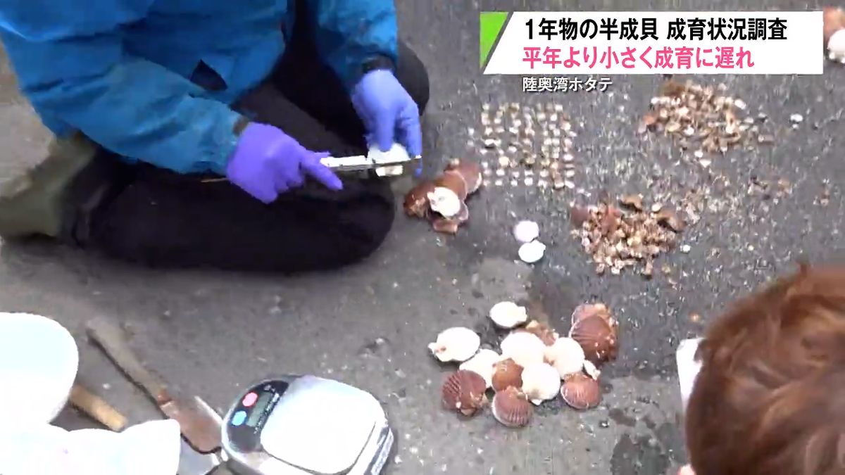 【ホタテ】今年も成育に遅れ、水揚げ量は去年の半分ほどに…陸奥湾で春の実態調査が始まる（2026年5月25日掲載）｜青森放送NEWS NNN