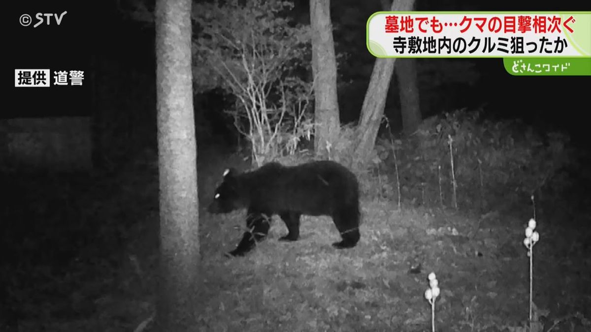 クルミの木を狙っているか 連日クマの目撃続く松前町 付近に箱わな設置し警戒続く 北海道（2025年9月25日掲載）｜STV NEWS NNN