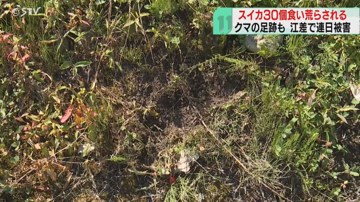 スイカ30個食い荒らされる「早く捕獲してほしい」クマの食害相次ぐ江差町 13センチの足跡も（2025年8月13日掲載）｜STV NEWS NNN