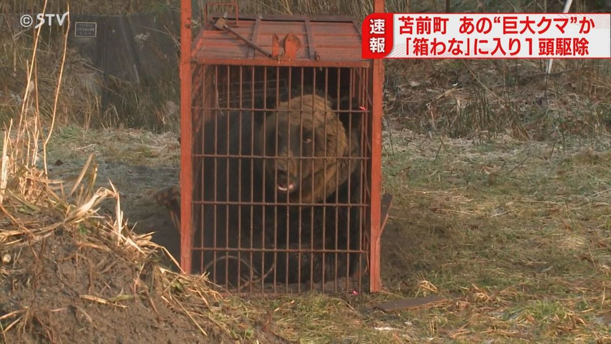 箱わなで暴れる“巨大クマ” 目撃相次いでいた個体か 体長1.9メートル…駆除 北海道苫前町（2025年11月25日掲載）｜STV NEWS NNN