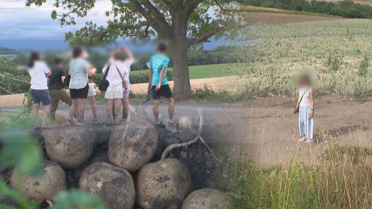 2ページ目 伐採されたマチのシンボル 苦渋の決断も…観光客の迷惑行為後絶たず 観光と農業の共存は？美瑛町（2025年10月12日掲載）｜STV NEWS NNN