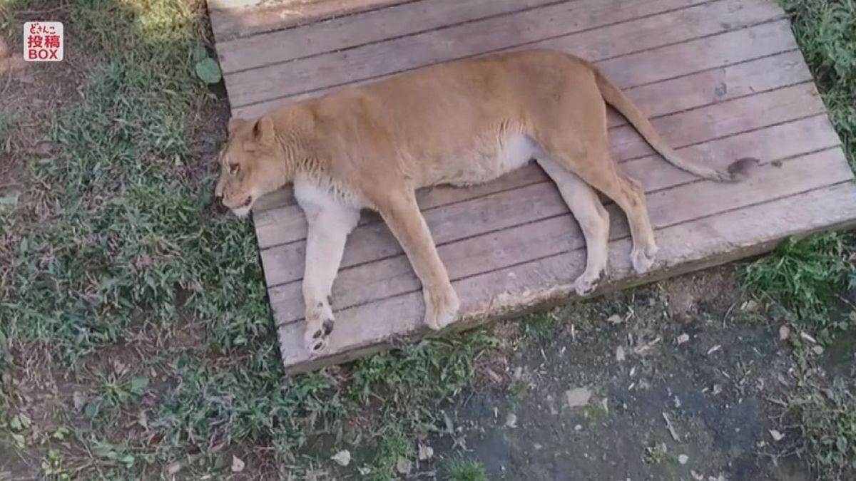 動物の移動難航する中…ライオンが双子を出産 閉園決定後に妊娠発覚か ノースサファリサッポロ（2025年12月4日掲載）｜STV NEWS NNN