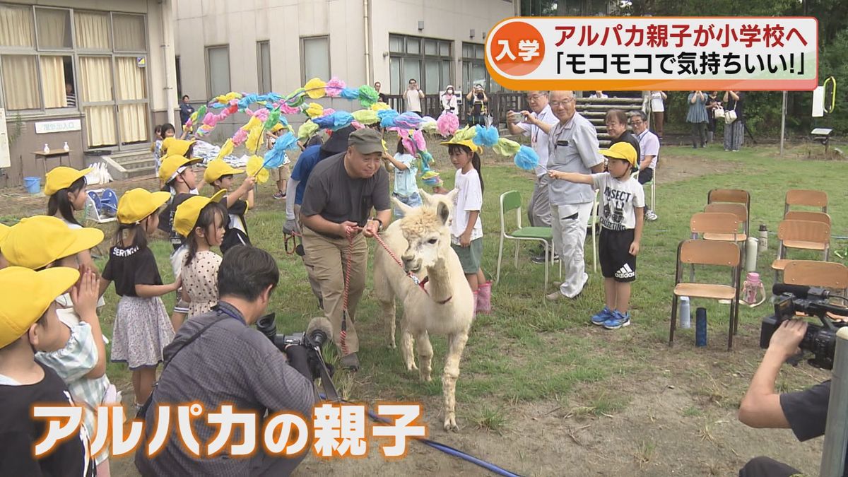 【入学】モフモフの新入生はアルパカ親子 見附市の小学校 しっかりお世話できるかな《新潟》（2025年9月18日掲載）｜TeNY NEWS NNN