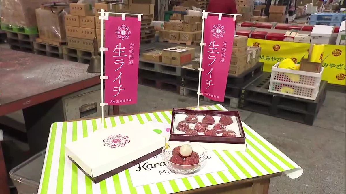 貴重な国産 宮崎でとれた生ライチの初競り 最高値は1ケース9粒入り3万円（2026年6月4日掲載）｜UMK NEWS NNN