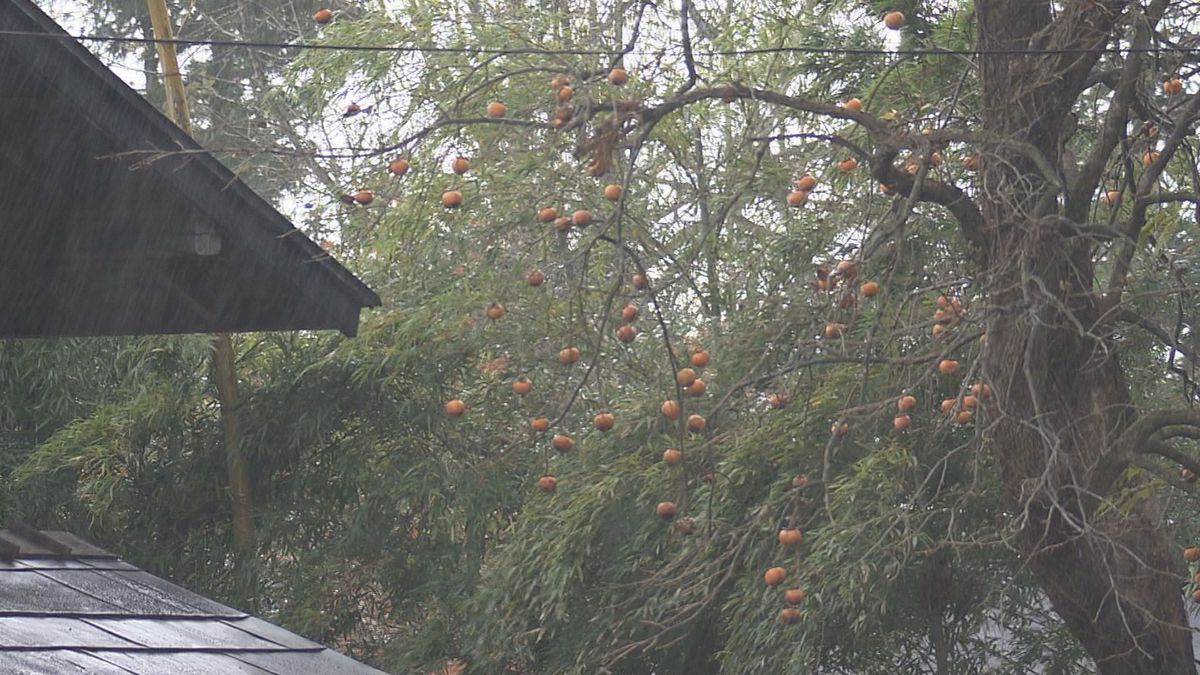 白鷹町で住宅敷地内の柿の木にクマ 緊急銃猟で駆除 周辺では連日クマ目撃（2025年11月17日掲載）｜YBC NEWS NNN