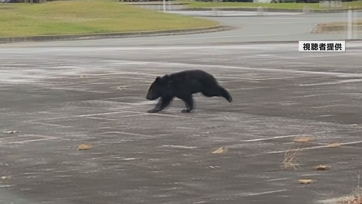 旅館の建物の中に駅の車庫 普段はありえない場所へのクマの出没 遭遇した場合の対処法は（2025年11月10日掲載）｜YBC NEWS NNN