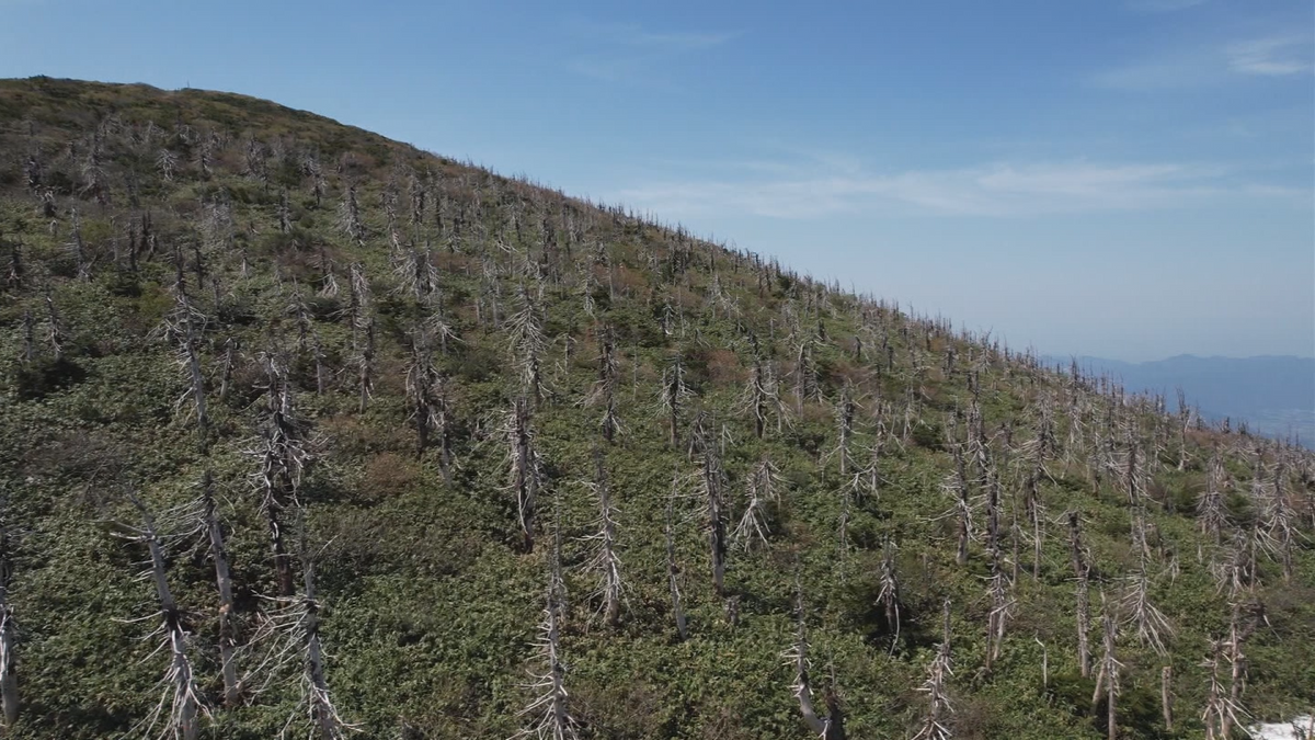 「虫の大発生は終息した」 樹氷を形作る「アオモリトドマツ」へのガの幼虫の食害確認されず（2025年11月27日掲載）｜YBC NEWS NNN
