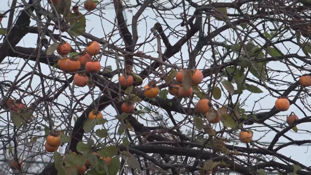 鶴岡市の住宅敷地内にクマ 2日連続で柿の木に上る 緊急銃猟で駆除 （2025年11月17日掲載）｜YBC NEWS NNN