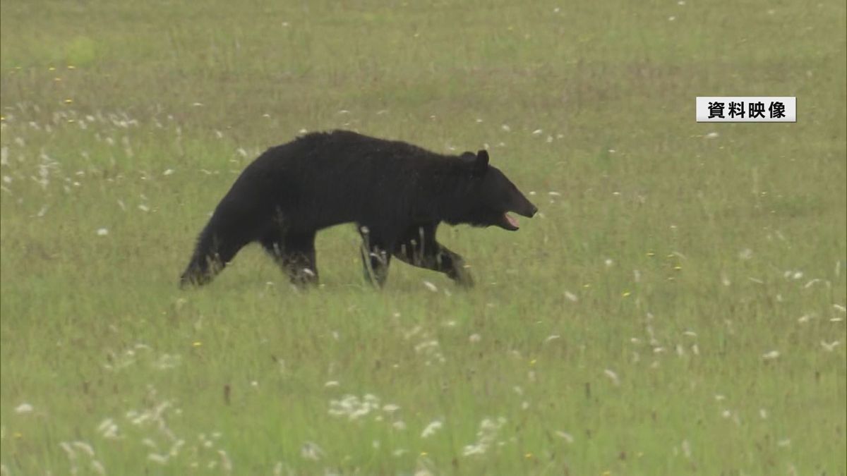畑でクマに襲われ女性(77)がけが 顔と腕など引っかかれる 傷口からは骨が見える箇所も 山形・尾花沢市（2025年11月19日掲載）｜YBC NEWS NNN