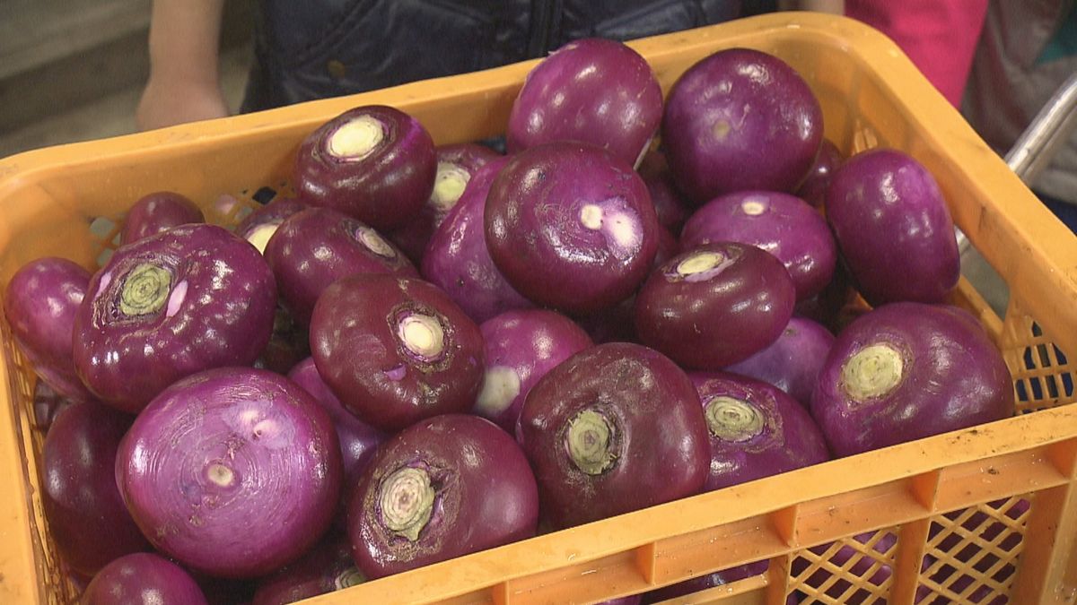 小学生が在来野菜「焼畑あつみかぶ」の収穫・漬け込み体験に挑戦 鶴岡市・温海地域（2025年11月24日掲載）｜YBC NEWS NNN