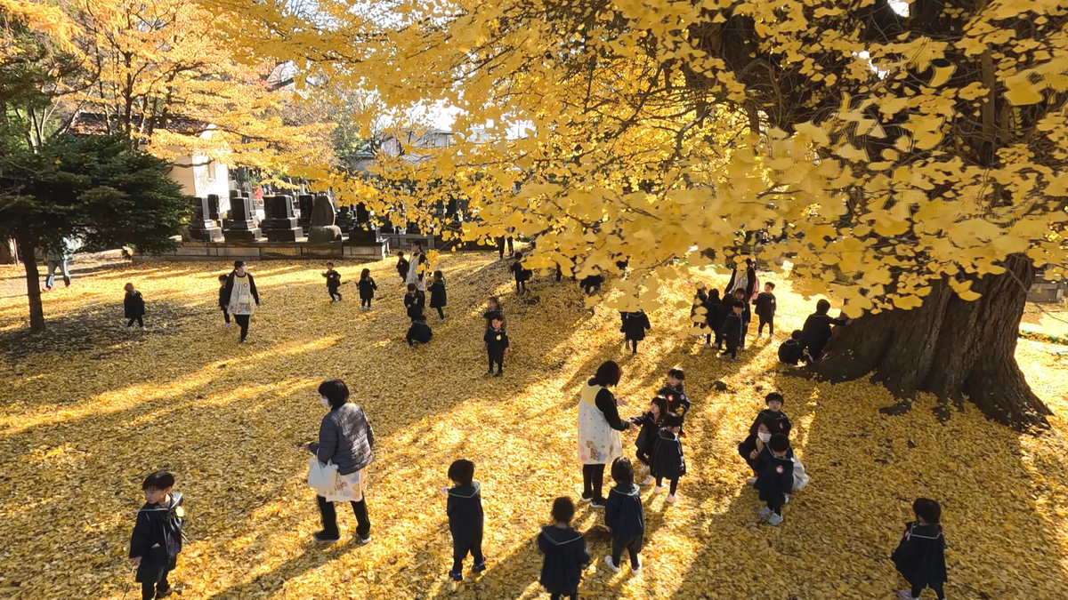 山形市の専称寺の大イチョウが鮮やかに 散り終わるとまもなく雪が降ると言い伝え（2025年11月27日掲載）｜YBC NEWS NNN