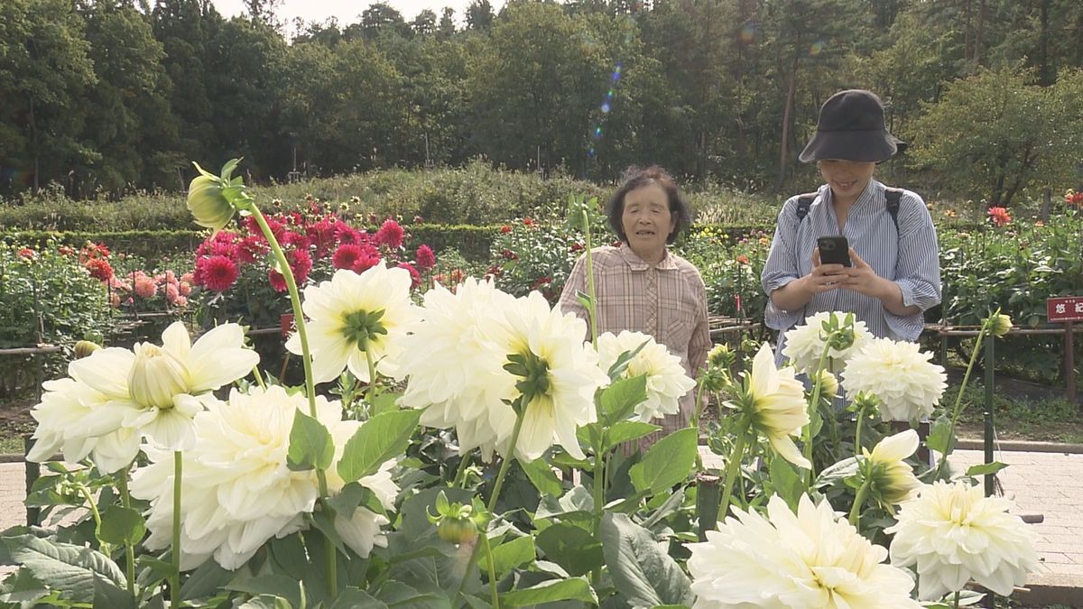 夏の猛暑で3週間ほど生育遅れるも球根植え替えやこまめな水やり 川西ダリヤ園見頃（2025年10月9日掲載）｜YBC NEWS NNN