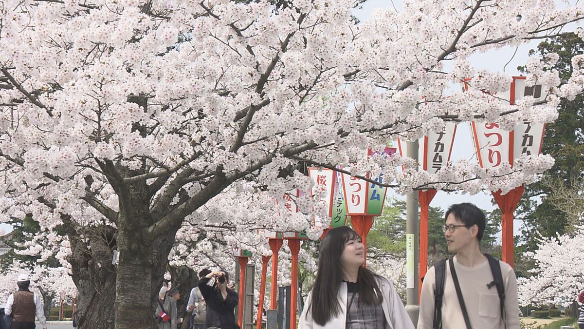 「サクラを愛しています」イギリス人観光客も絶賛 鶴岡公園700本のサクラが見頃（2026年4月9日掲載）｜YBC NEWS NNN