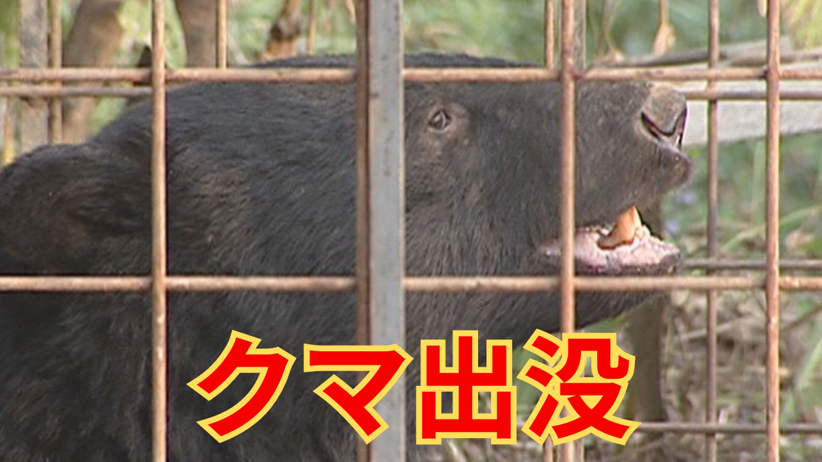 県鳥獣センター近くにクマ出没か 体長約1メートルで道路横切る 山梨・甲府市（2025年11月15日掲載）｜YBS NEWS NNN