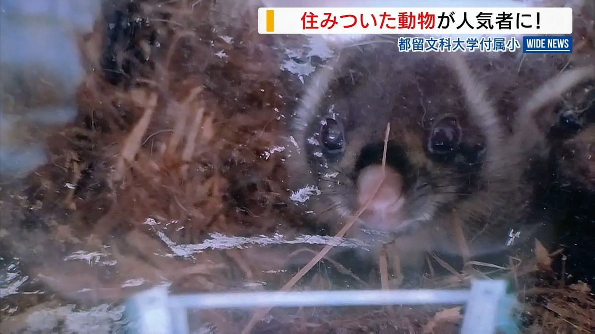 小学校に“定住”ムササビ親子が児童に人気！アクリル板越しに観察 エサやりも 山梨（2026年6月23日掲載）｜YBS NEWS NNN