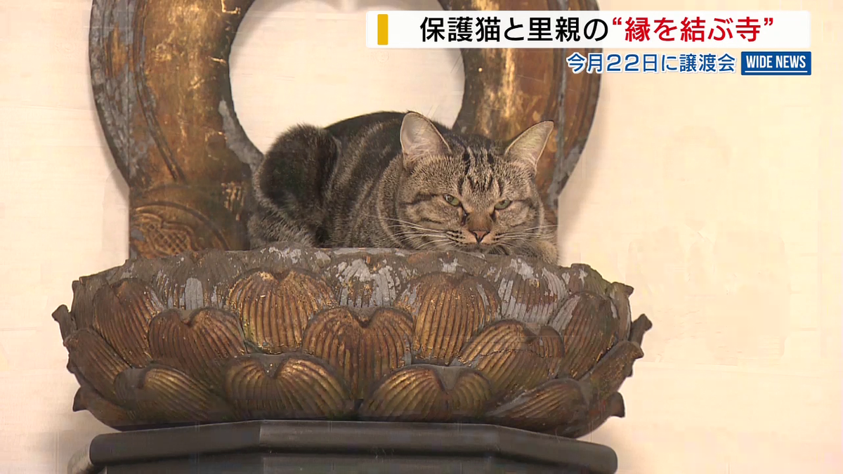 保護猫と里親の“縁を結ぶ寺” 11匹の“捨て猫”が暮らす 今月22日に譲渡会 山梨・甲斐市（2025年11月18日掲載）｜YBS NEWS NNN