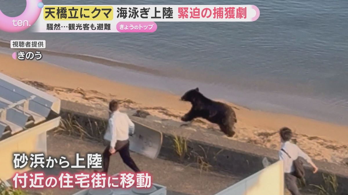 「子どもが怖がった」京都の有名観光地に体長約1.4メートルのクマ 砂浜から上陸…麻酔銃で捕獲（2026年6月11日掲載）｜YTV NEWS NNN