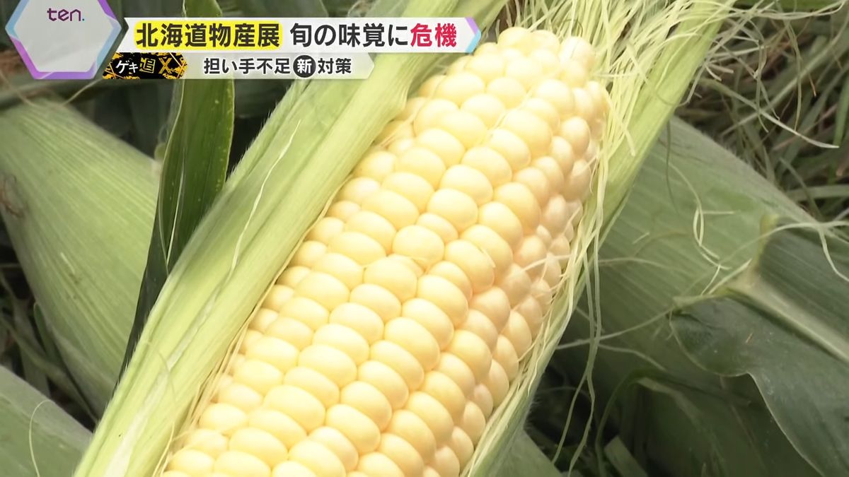 3ページ目 【悲鳴】「旬のものがない」“日本の食糧庫”北海道が崩壊寸前⁉猛暑で不作・害虫…『北海道物産展』敏腕バイヤーを悩ます北の大地の“異変”（2025年9月14日掲載）｜YTV NEWS NNN