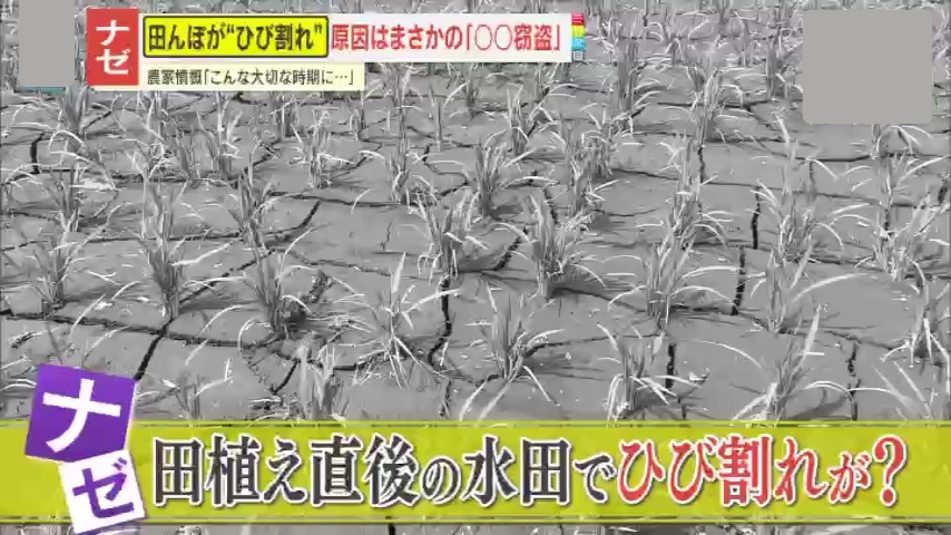 2ページ目 【被害】田植え直後の水田がカラカラに！干上がった理由はまさかの“金属窃盗” 「なぜこの時期に…」コメ農家が怒り心頭（2026年6月 ...