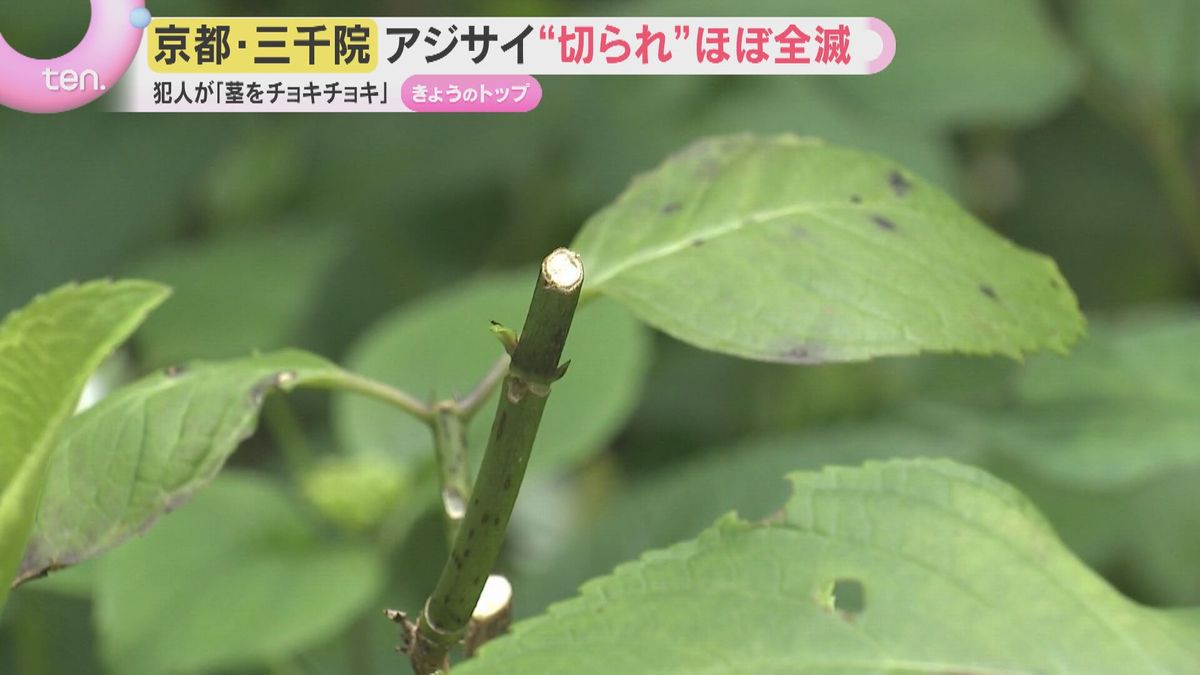 【異変】「本当にがっかり」見ごろのアジサイがほぼ全滅 茎がチョッキリ…意外な犯人は？京都・三千院（2026年6月12日掲載）｜YTV NEWS NNN